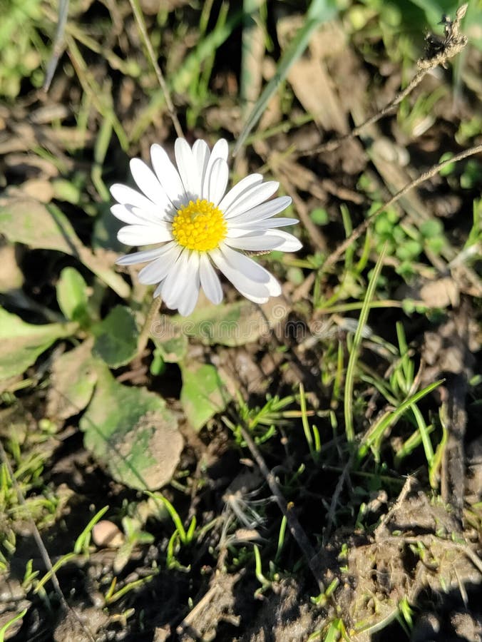 Daisy Growing All Alone stock image. Image of alone - 259134867