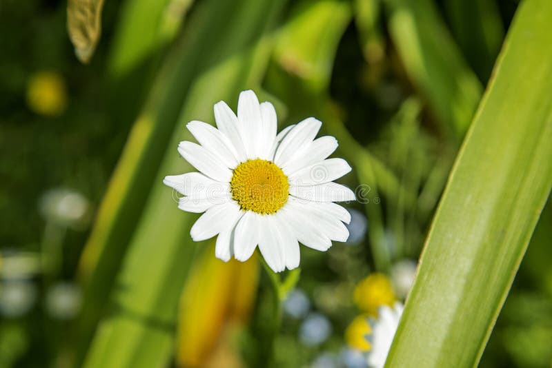 Daisy Growing on the Meadow Stock Photo - Image of macro, gowan: 86374110