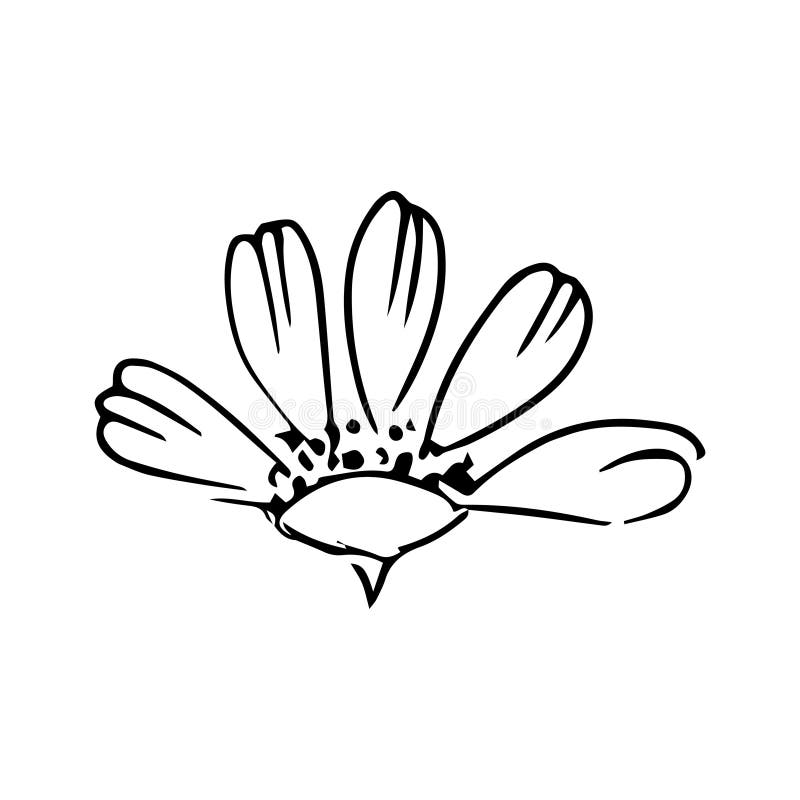 Daisy Hand Drawn Illustration. Line Art. Isolated on White Background ...