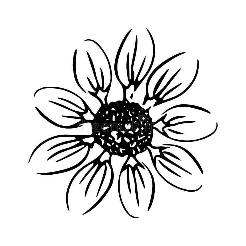 Daisy Hand Drawn Illustration. Line Art. Isolated on White Background ...