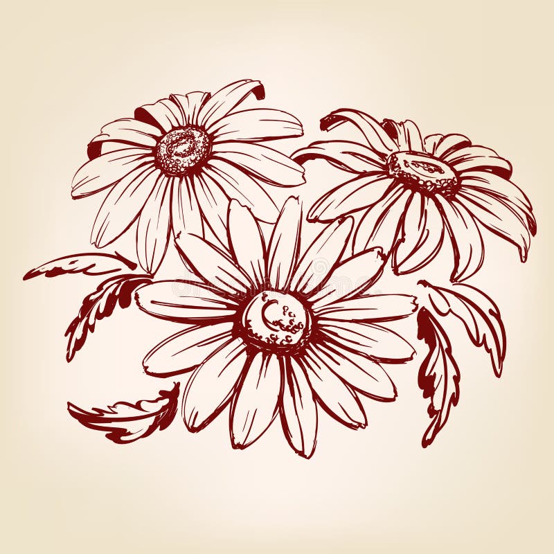 Daisy Vector Illustration Hand Drawn Painted Stock Vector ...