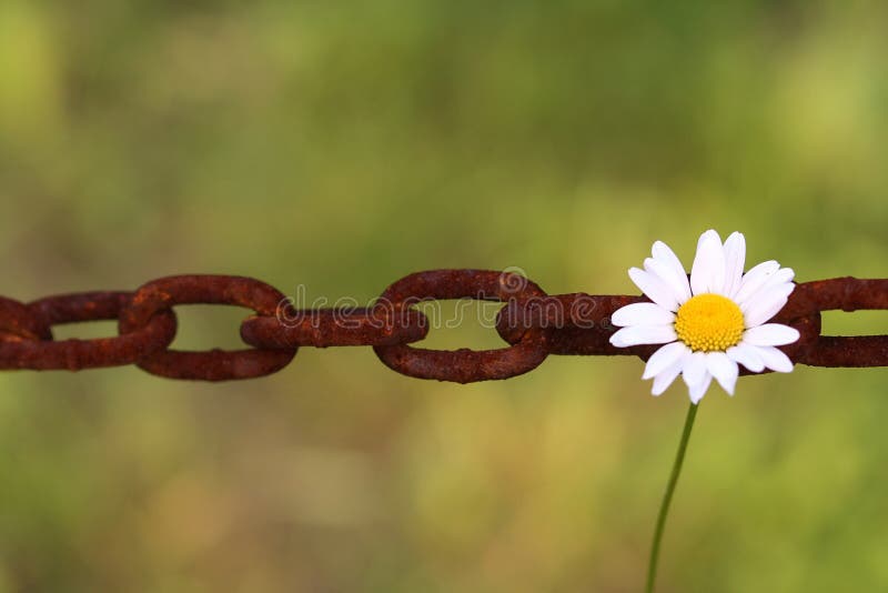 Daisy hangs on chain link stock image. Image of green - 21819745