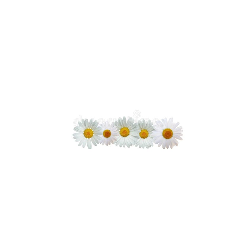 Daisy Hyphen Mark stock illustration. Illustration of flora - 85439883