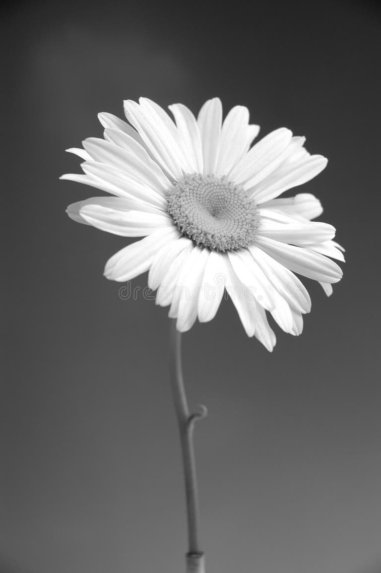 4,855 Daisy Grey Stock Photos - Free & Royalty-Free Stock Photos from ...