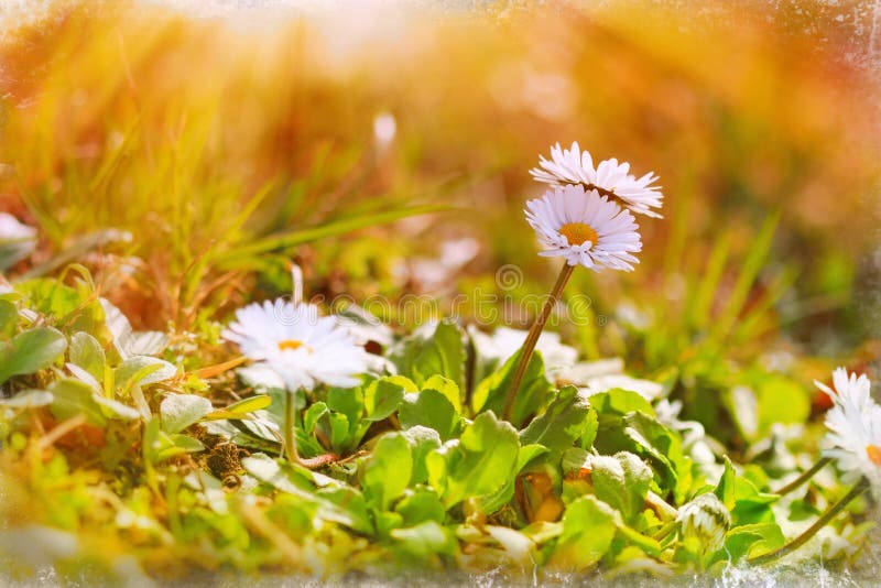 Daisy Illuminated with Morning Sun Rays Stock Photo - Image of april ...
