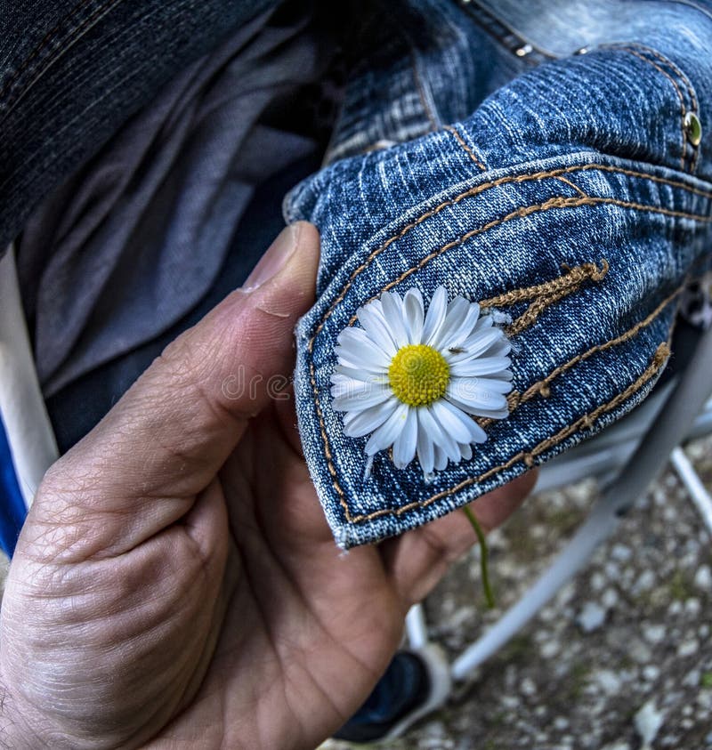 Daisy Inserted in the Buttonhole of the Jeans Stock Image - Image of ...