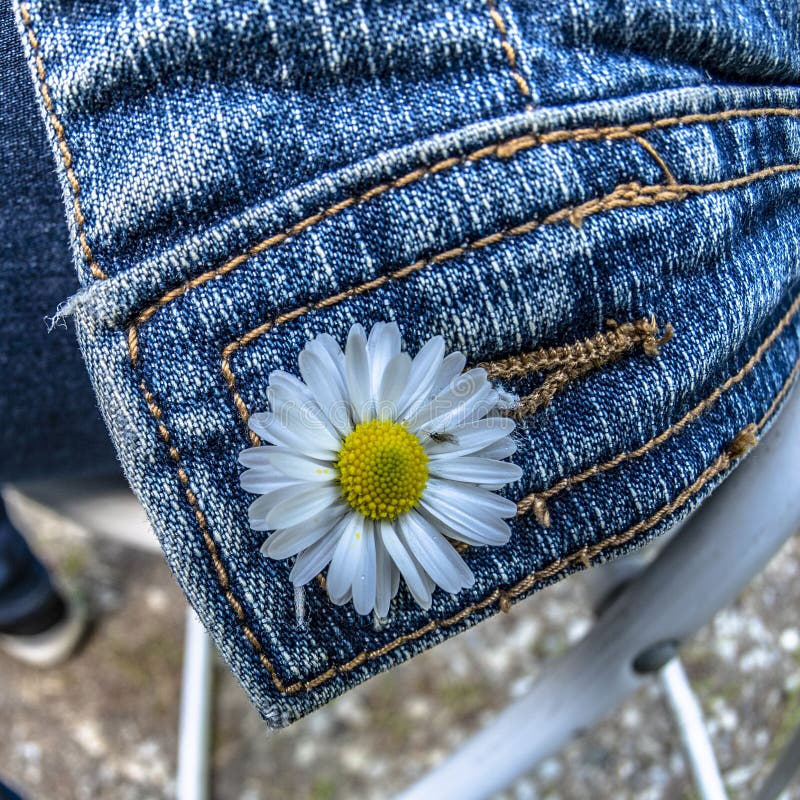 Daisy Inserted in the Buttonhole of the Jeans Stock Image - Image of ...