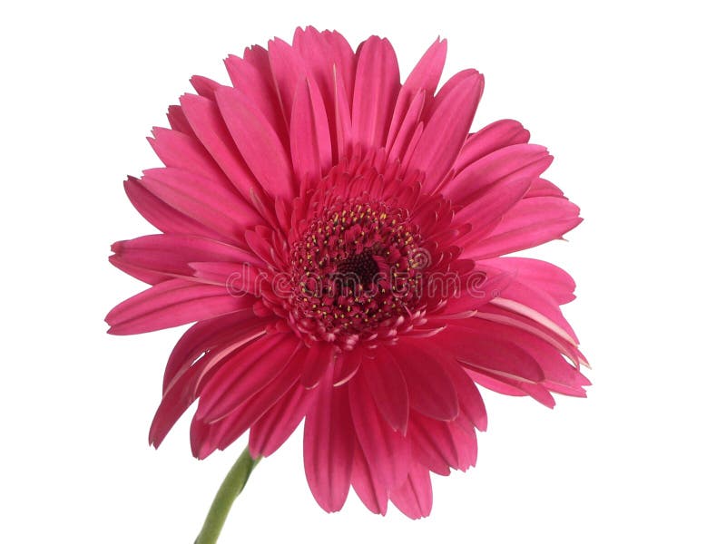 Daisy isolated stock photo. Image of isolated, beautiful - 4561214