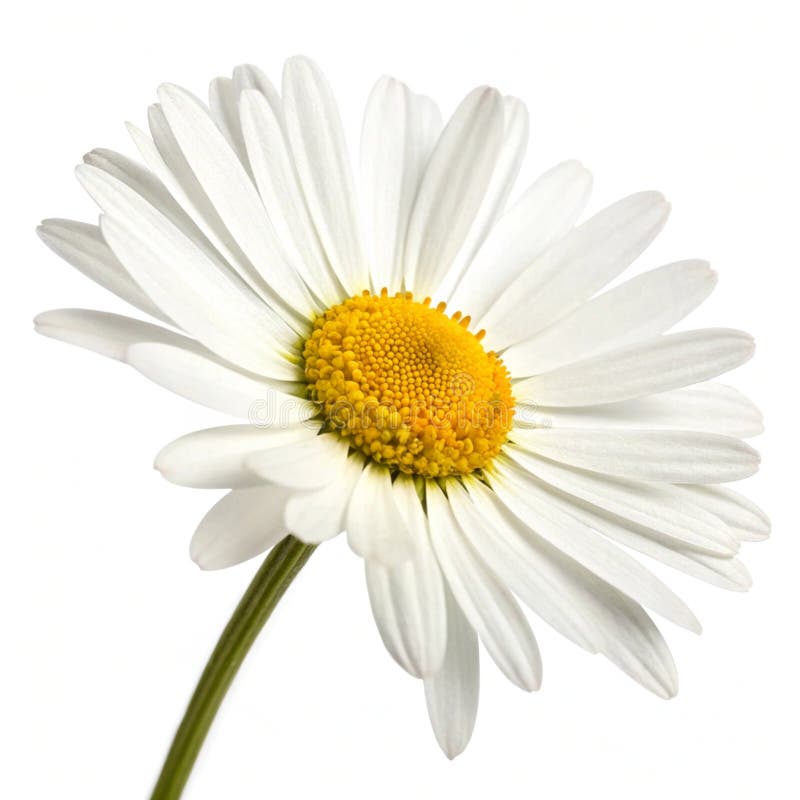 Daisy on Transparent Background Stock Illustration - Illustration of ...