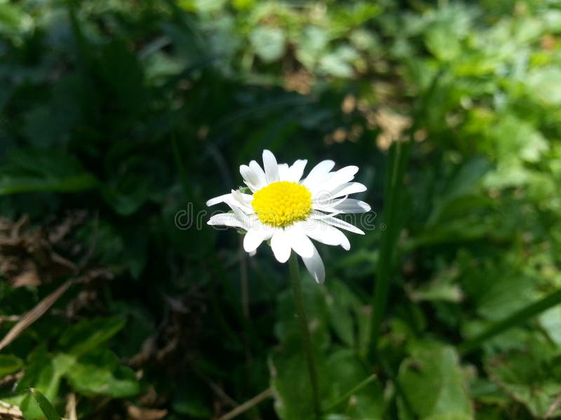 Daisy stock image. Image of daisy, grass, sunny, flour - 94671299