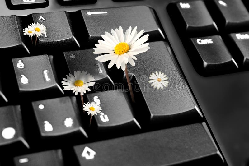 Daisy in keyboard stock image. Image of enter, energy - 30969627