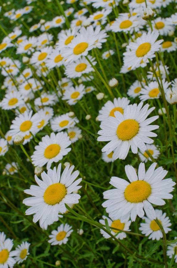 206 Daisy Zoom Photos - Free & Royalty-Free Stock Photos from Dreamstime