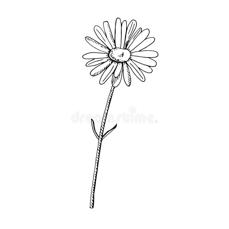Daisy with Leaves, Vector Illustration, Hand Drawn Sketch Stock Vector ...