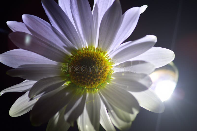 Daisy with lens flare stock image. Image of head, freshness - 205892437