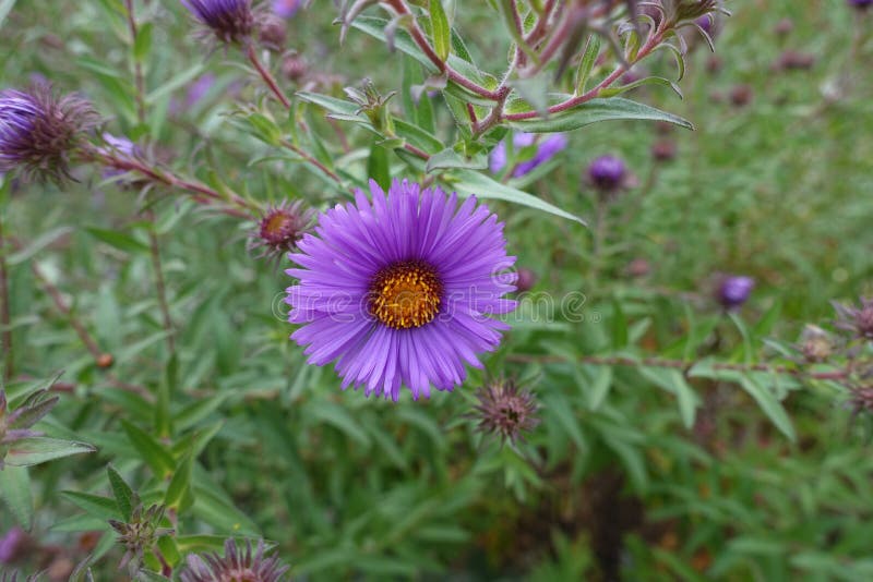 Daisy-like Purple Flower of New England Aster in September Stock Photo ...