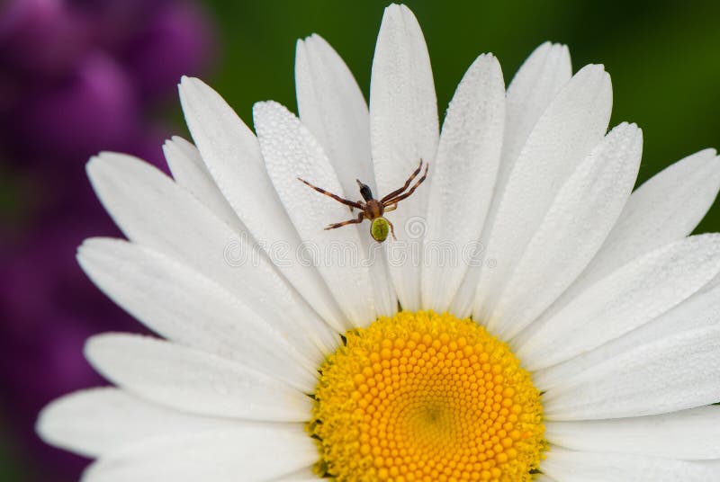 Daisy with a little spider stock photo. Image of flower - 39123584