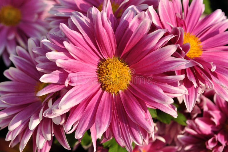 Daisy macro stock image. Image of beautiful, daisy, abstract - 17338605