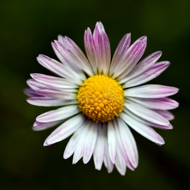 Daisy macro stock image. Image of green, chamomile, flower - 24409211