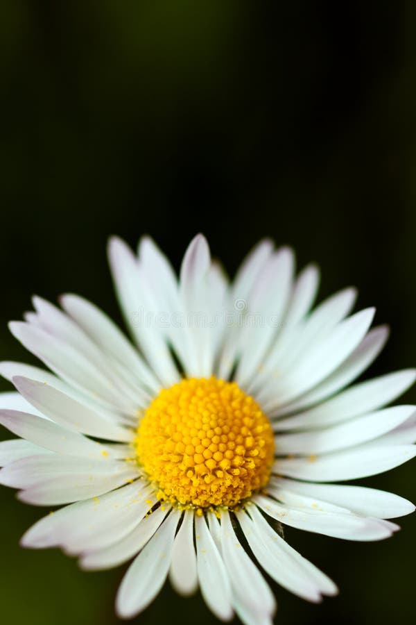 Daisy macro stock photo. Image of fresh, chamomile, garden - 24624922