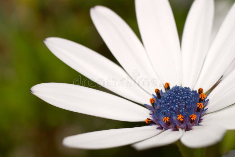 Daisy Macro, Focus on Raindrops Stock Image - Image of peaceful, spring ...