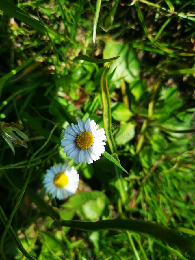 Daisy macro photo shoot stock photo. Image of petal - 245463328