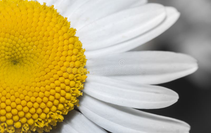 Daisy macro stock photo. Image of background, daisy, macro - 41161132