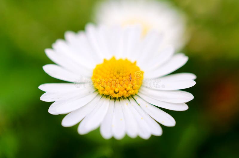 Daisy stock image. Image of environment, cloud, backgrounds - 30839469