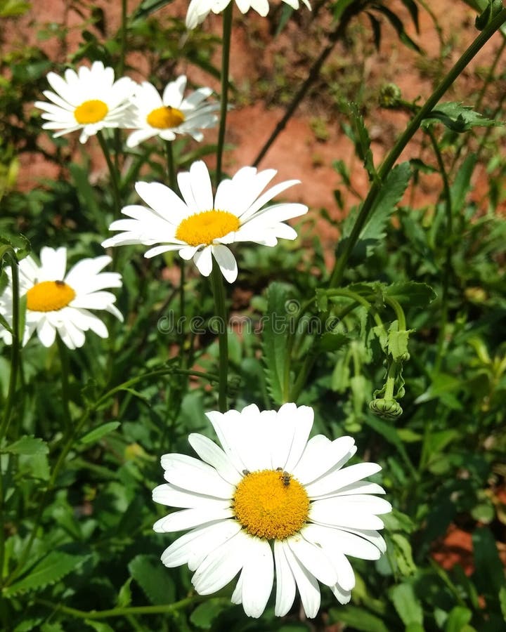 Daisy Margarida Flower Nature Stock Image - Image of margarida, nature ...