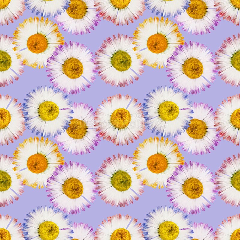 Daisy - Collage stock illustration. Illustration of abstract - 97258297