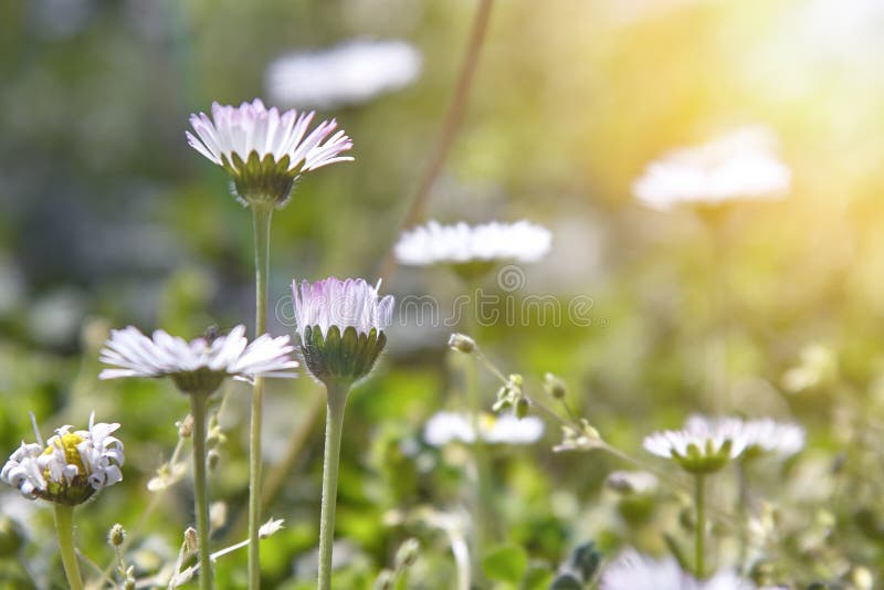The Daisy that Marks the Beginning of Spring #2 Stock Photo - Image of ...