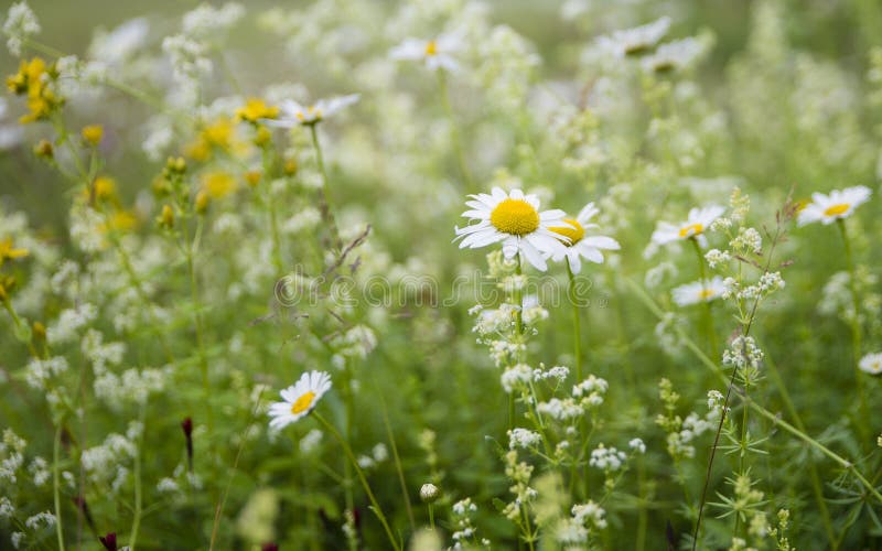 Daisy Meadow imagem de stock. Imagem de céu, camomila - 32325371