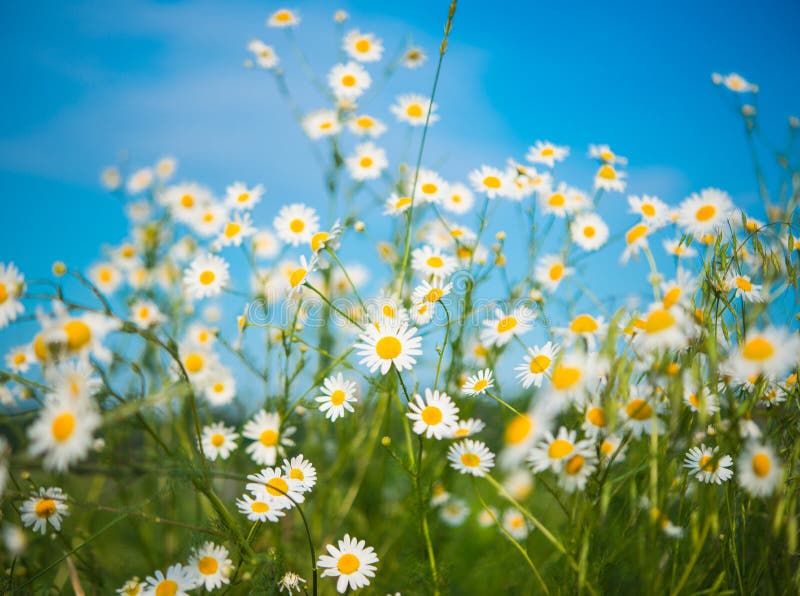Daisy meadow stock image. Image of field, green, growth - 35208641