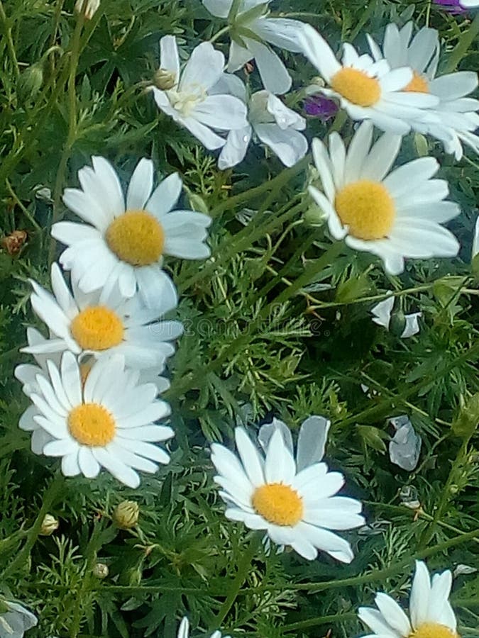 Daisies stock photo. Image of grass, plant, beautiful - 54544492