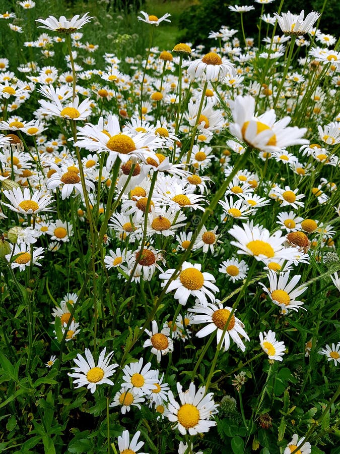 Daisy meadow stock photo. Image of grass, blossom, close - 52845464