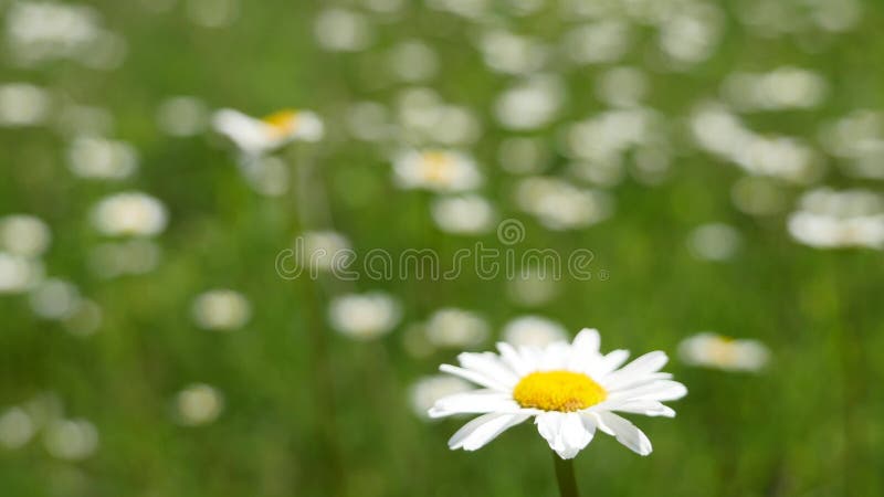 Daisy in a Meadow Rich in Flowers at Dawn Stock Image - Image of fresh ...