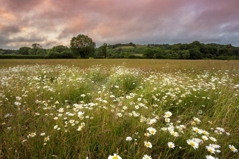 Daisy meadow stock photo. Image of grass, blossom, close - 52845464