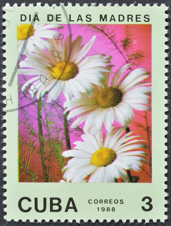 Daisy, Mother s Day editorial photo. Image of culture - 305682871