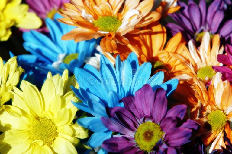 2,358 Purple Pick Background Stock Photos - Free & Royalty-Free Stock ...