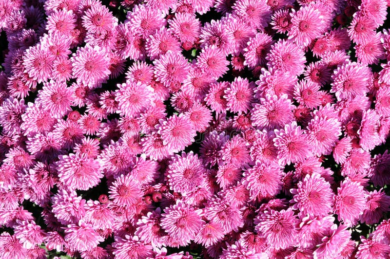 Daisy mum flower stock image. Image of sunny, spring - 31337057