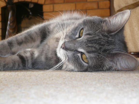 Daisy, my cat. stock image. Image of single, mammal, portrait - 6465069