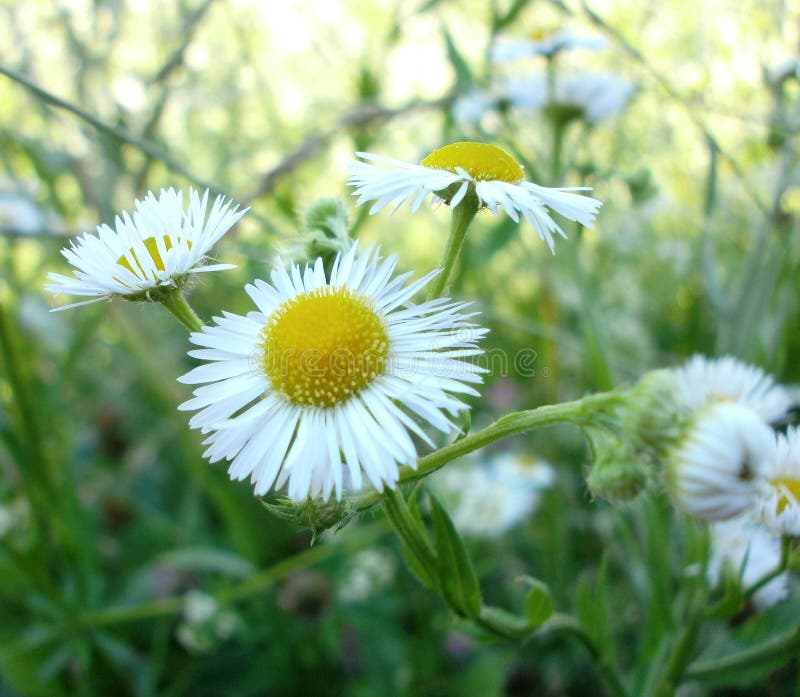 Daisy stock photo. Image of inflorescence, plaice, grass - 94608286