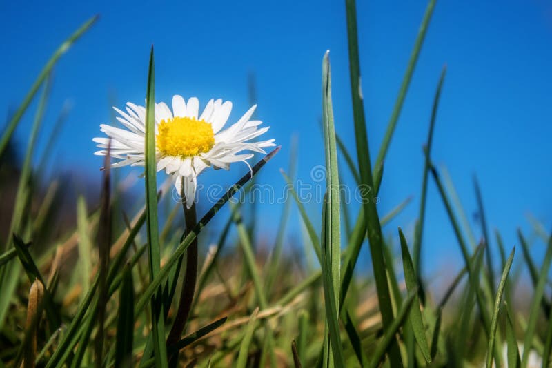 Daisy nature background stock image. Image of background - 92694015