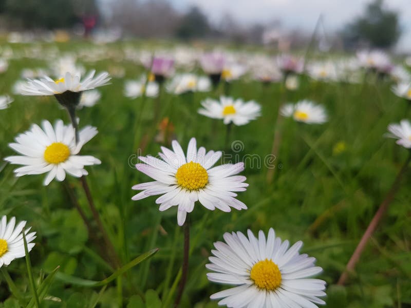 Daisy and nature editorial image. Image of daisy, tree - 112506360