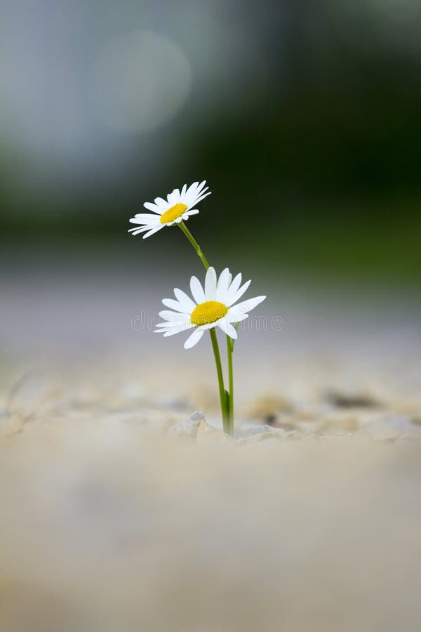 Daisy stock photo. Image of pair, alone, white, pollen - 36783446