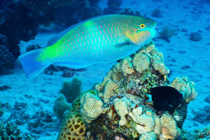 Daisy Parrotfish or Bullethead Parrotfish, Chlorurus Sordidus, Undersea ...