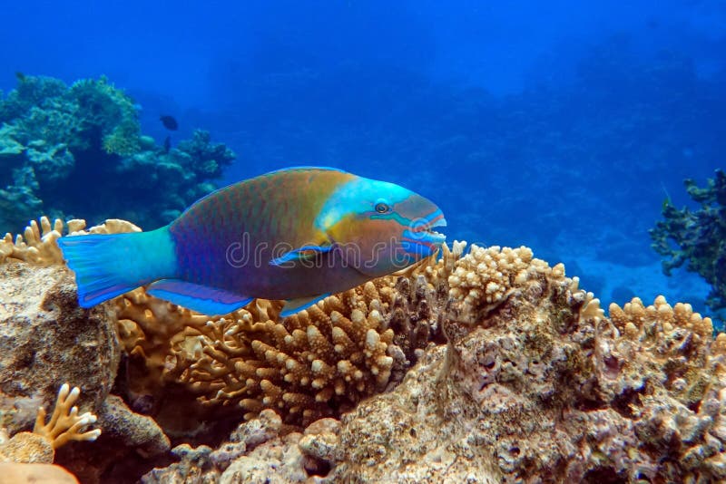 Daisy Parrotfish or Bullethead Parrotfish, Chlorurus Sordidus, Undersea ...