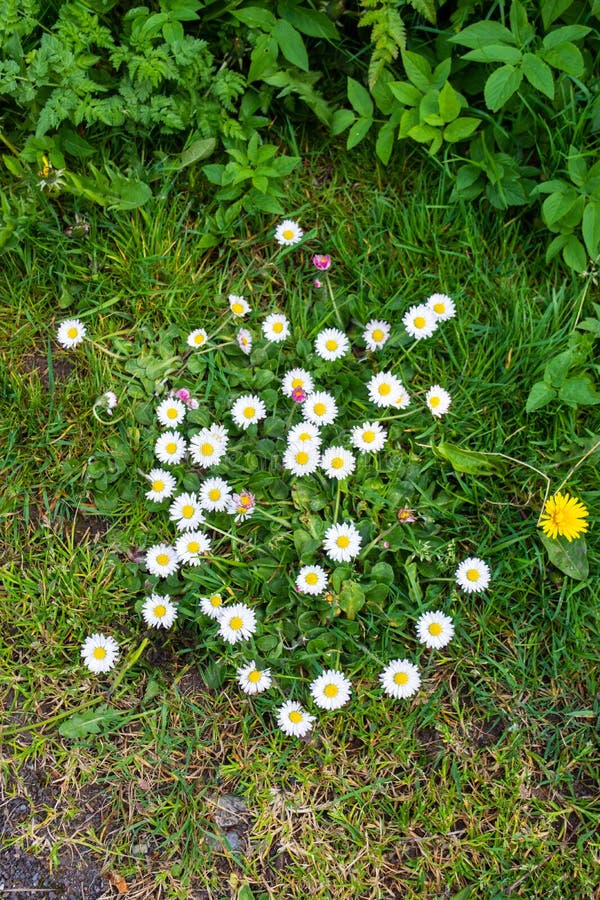 Daisy patch in the forest stock image. Image of sunrays - 3798639