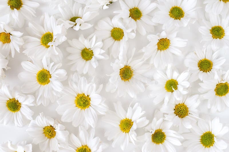 Daisy Pattern. Flat Lay Spring and Summer Flowers Background. Flat Lay ...