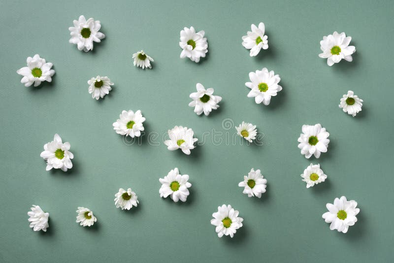 Daisy Pattern. Top View. Flat Lay. Floral Pattern of White Chamomile ...