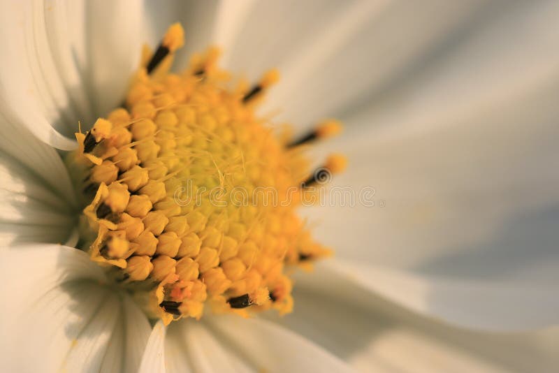 Daisy petals stock image. Image of blooming, detail, beautiful - 57076819
